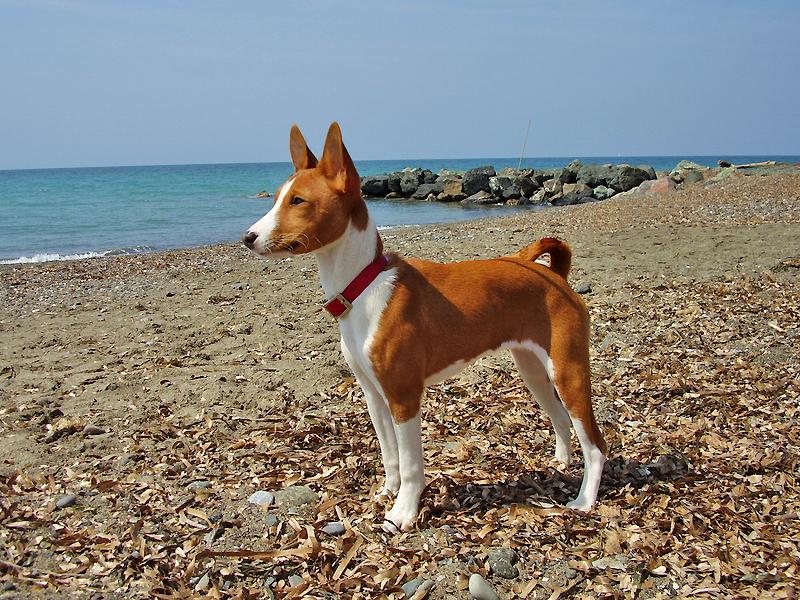 Dog Basenji: traits, pictures and videos
