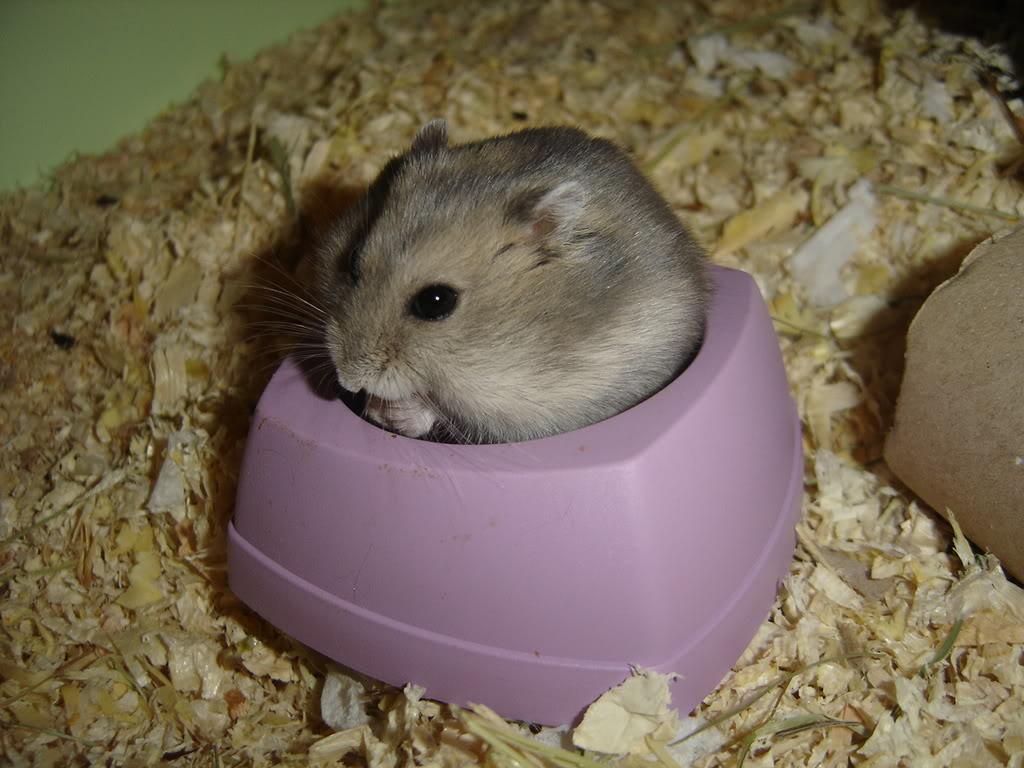 Winter White Dwarf Hamster - Characteristics, Care and Health