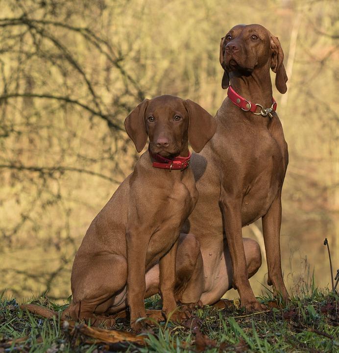 Dog Vizsla: traits and pictures