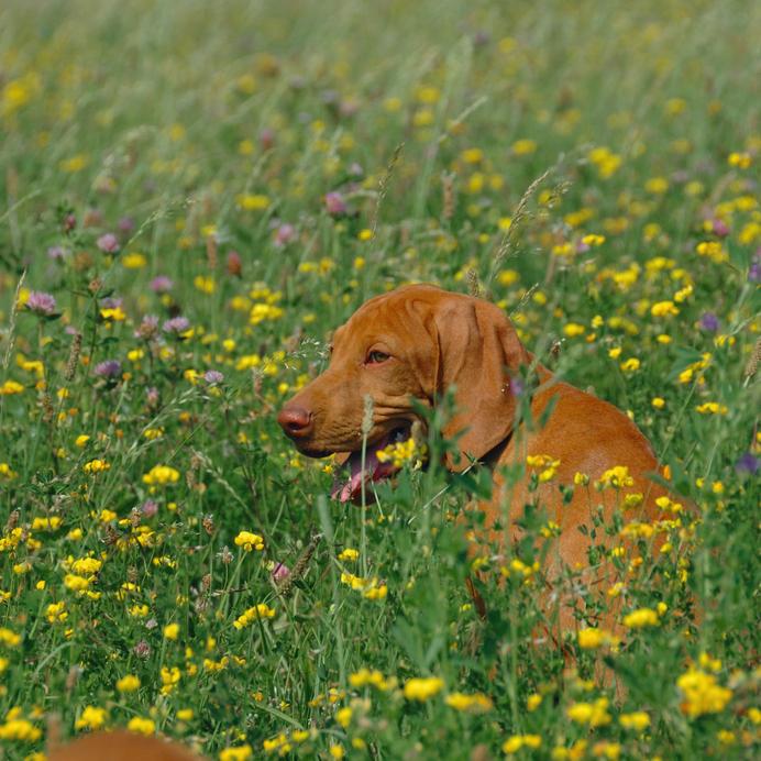 Dog Vizsla: traits and pictures