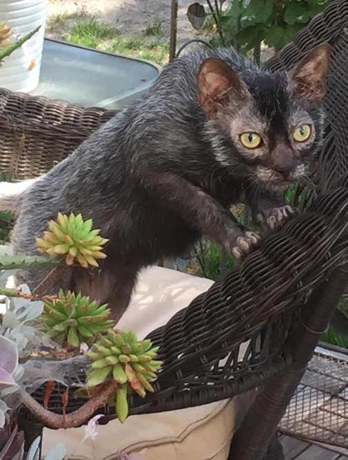 Lykoi or Wolf Cat - Breed Information with Pictures