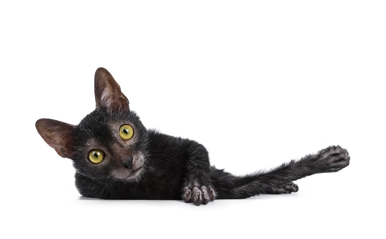Lykoi or Wolf Cat - Breed Information with Pictures