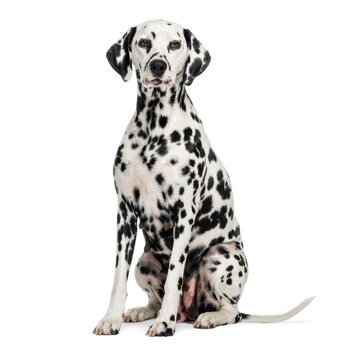Dog Dalmatian: traits, pictures and videos