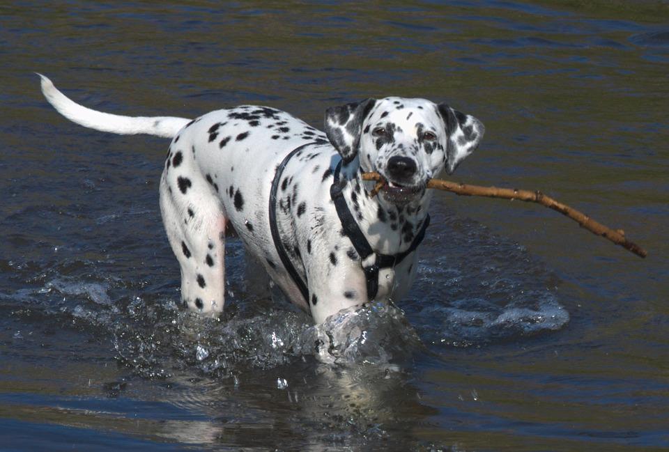 Dog Dalmatian: traits, pictures and videos