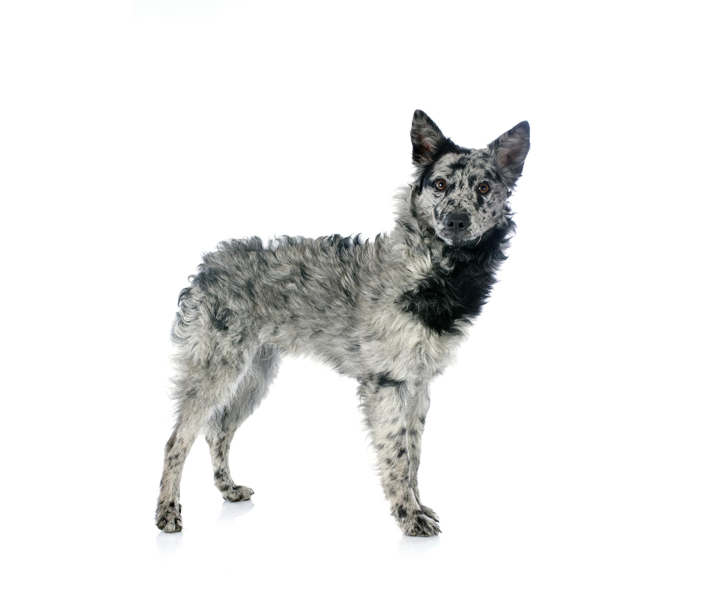 Mudi Dog - Breed Information With Photos