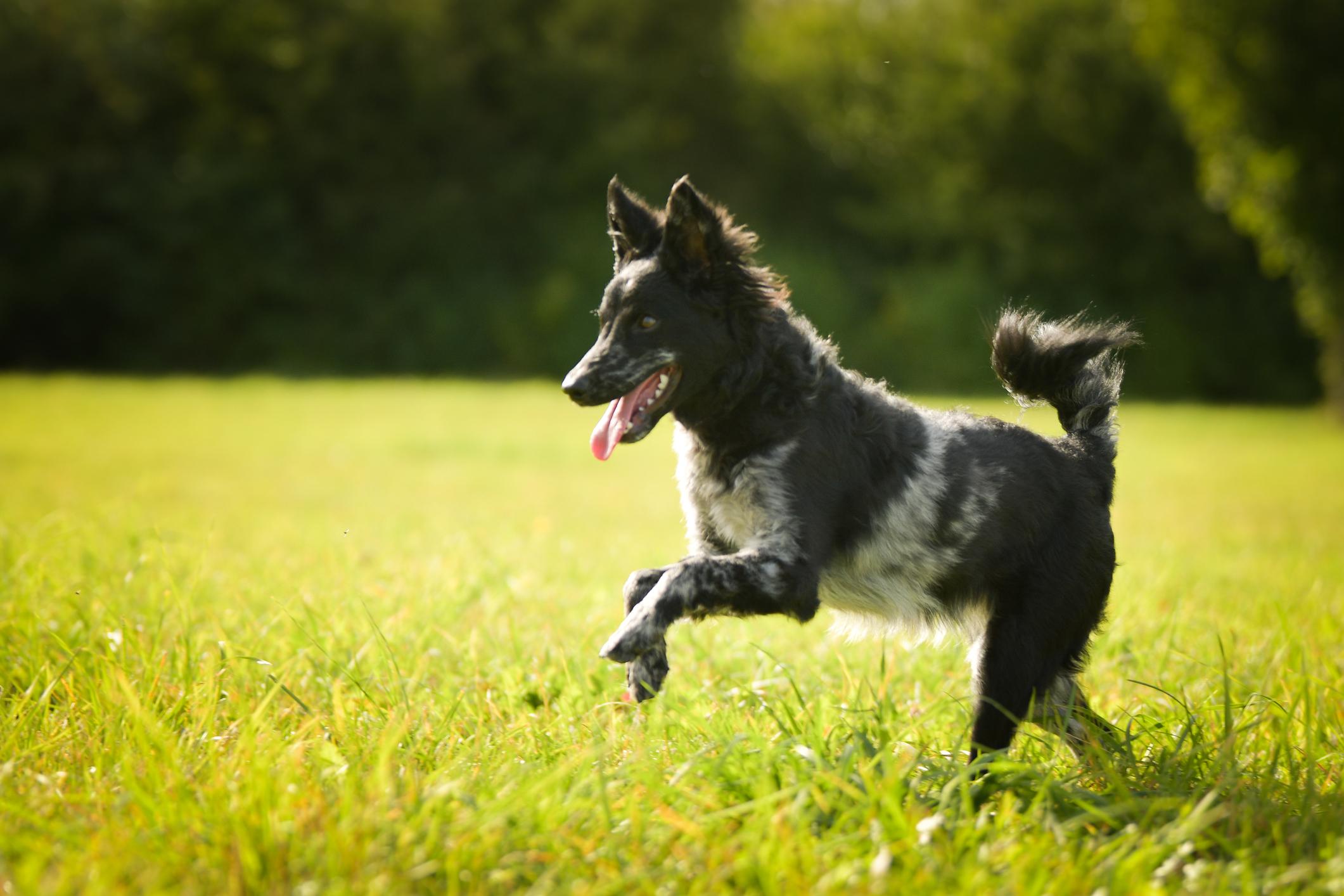 Mudi Dog - Breed Information With Photos