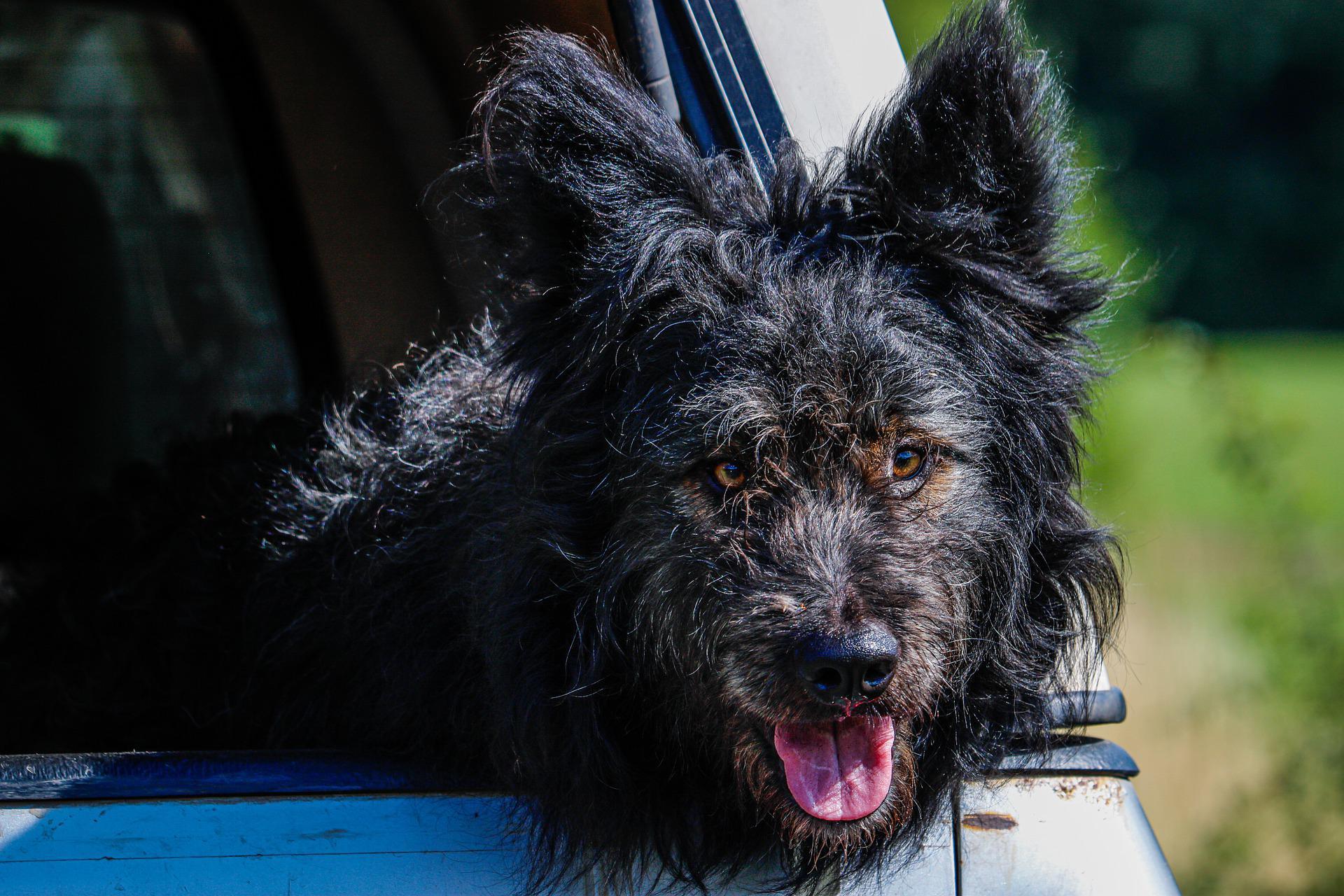 Mudi Dog - Breed Information With Photos