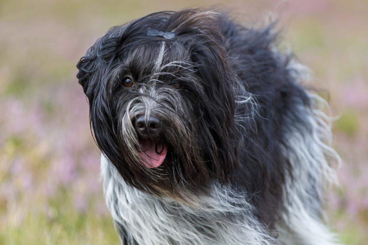 Schapendoes or Dutch Sheepdog (Breed Information and Photos)