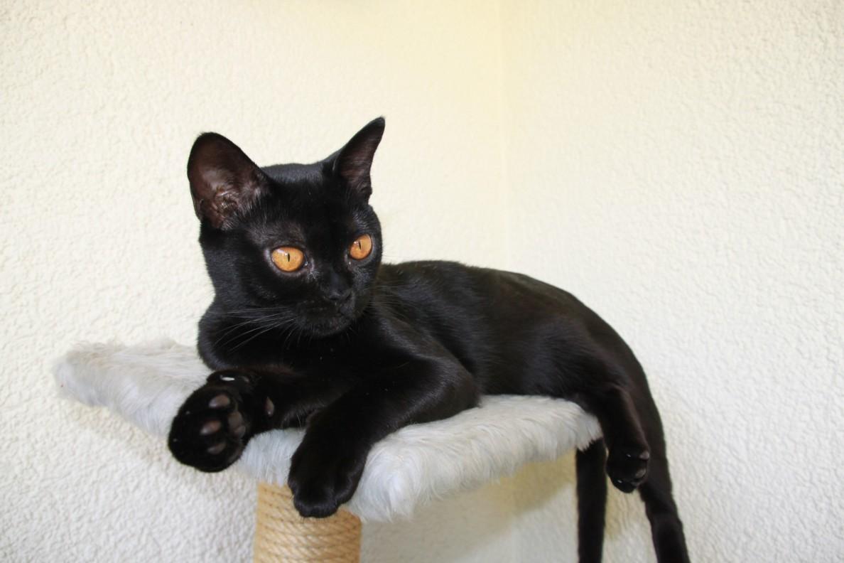 Bombay Cat: traits, pictures and videos