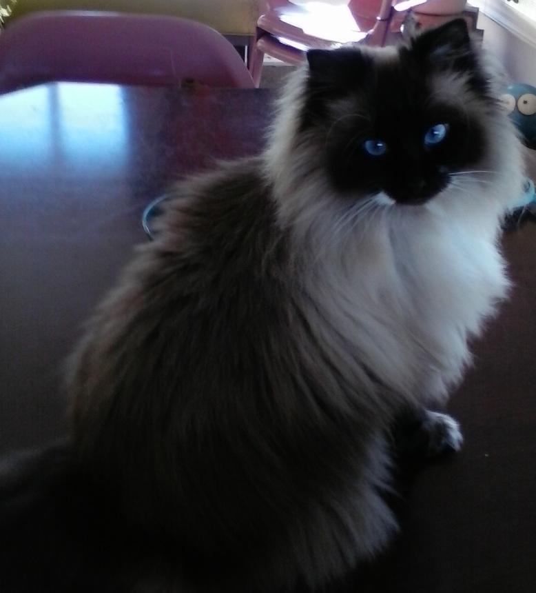 Himalayan Cat: traits and pictures