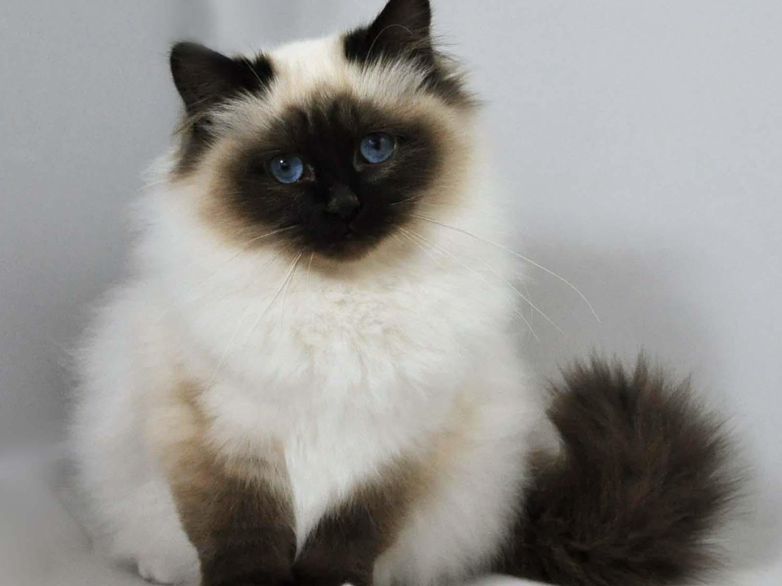 Himalayan Cat: traits and pictures