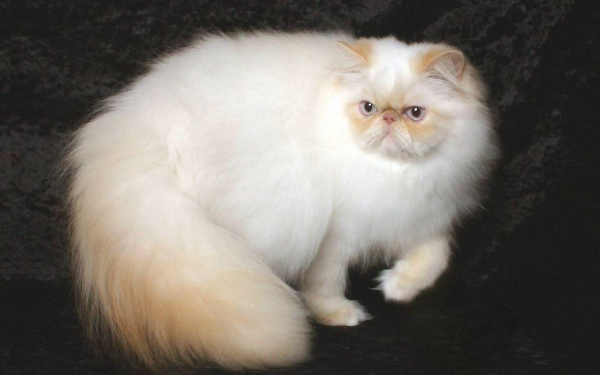 Himalayan Cat: traits and pictures