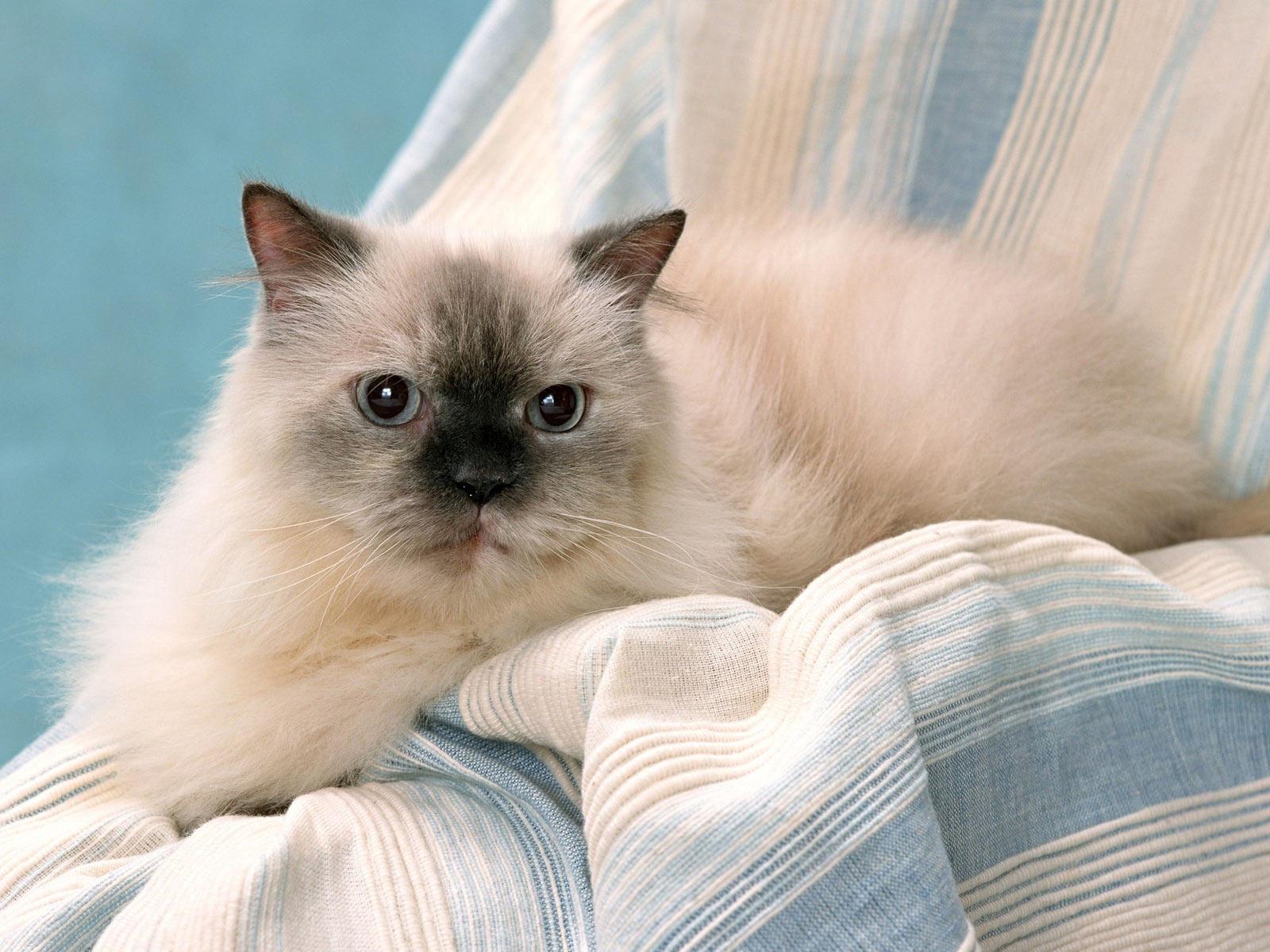 Himalayan Cat: traits and pictures