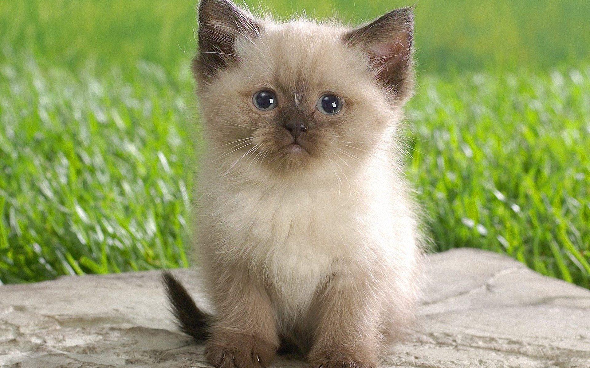Himalayan Cat: traits and pictures