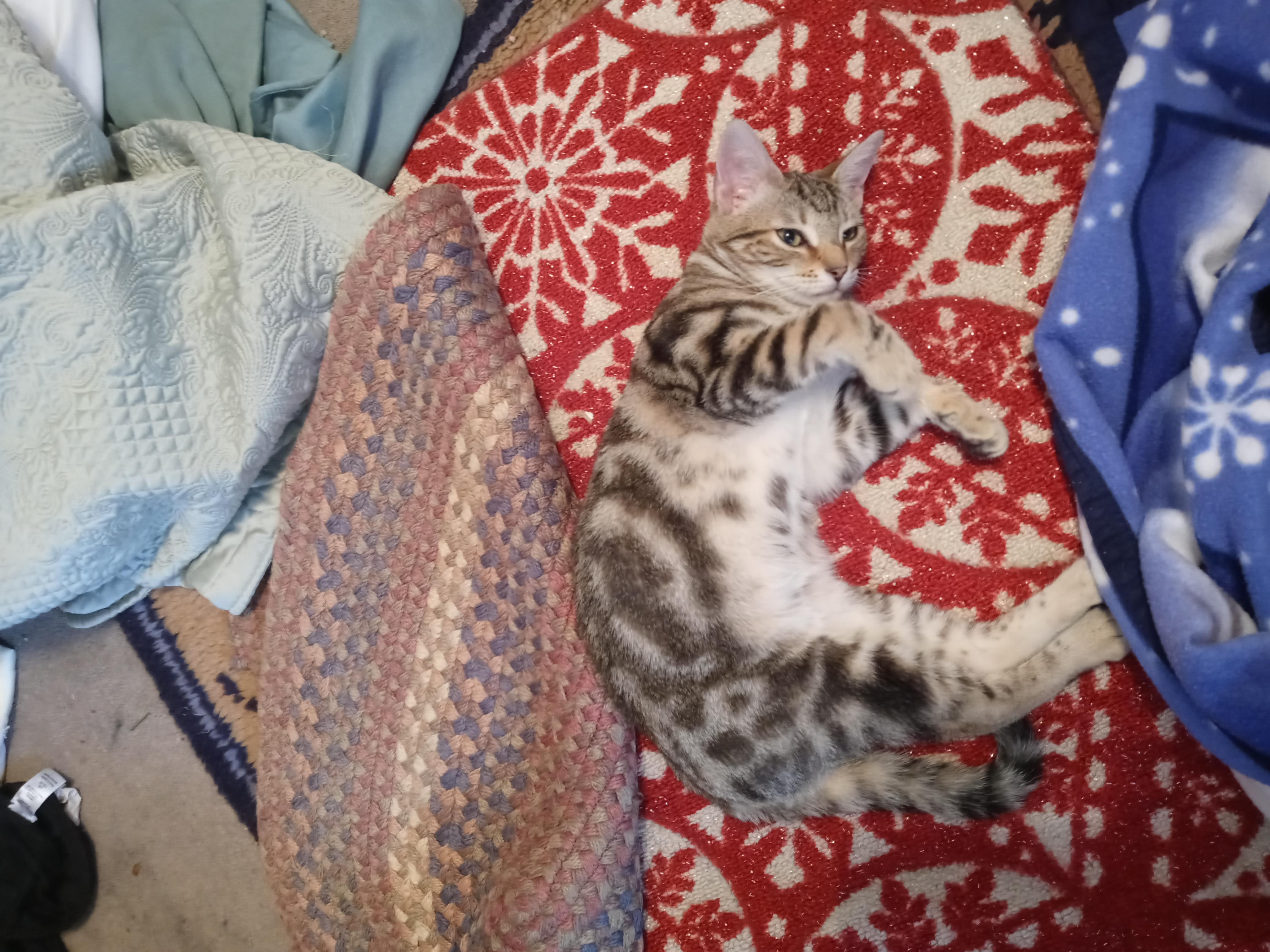 Sokoke cat - Origin, Characteristics, Care, Health