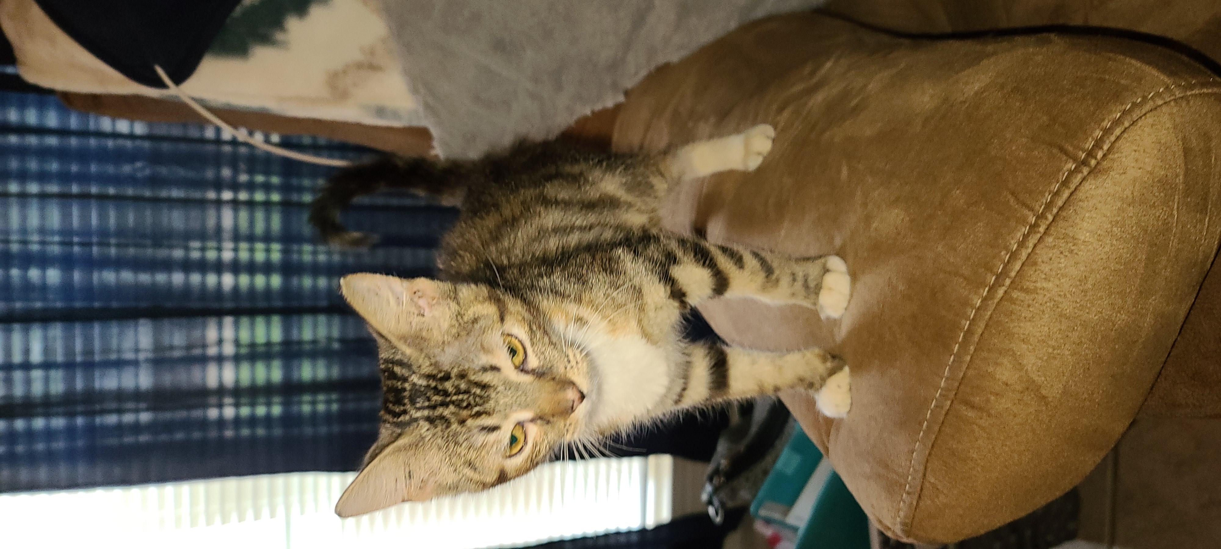 Sokoke cat - Origin, Characteristics, Care, Health