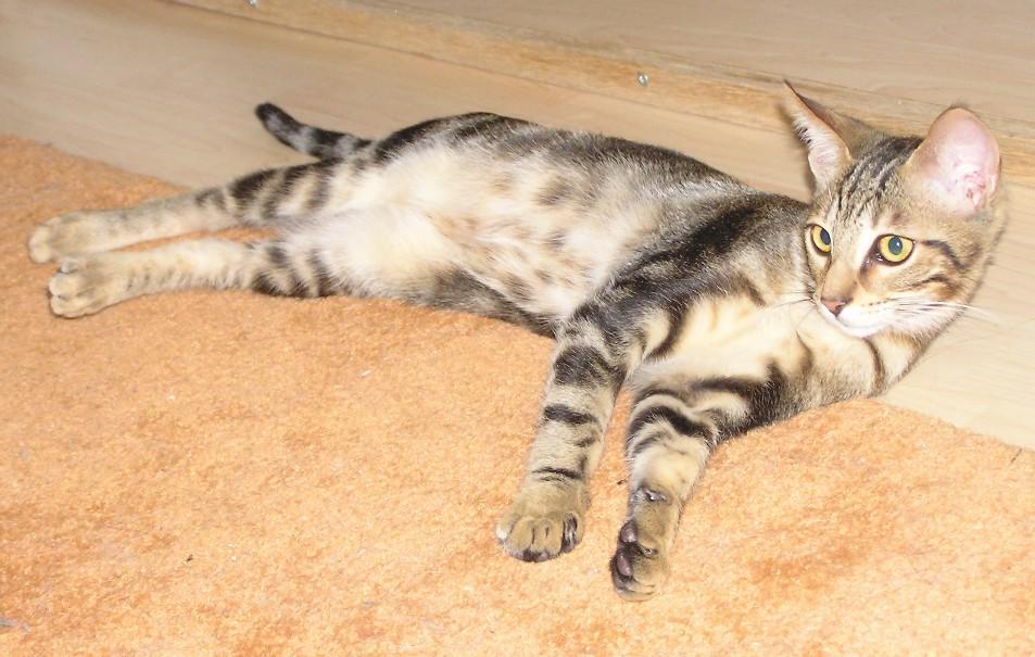 Sokoke cat - Origin, Characteristics, Care, Health
