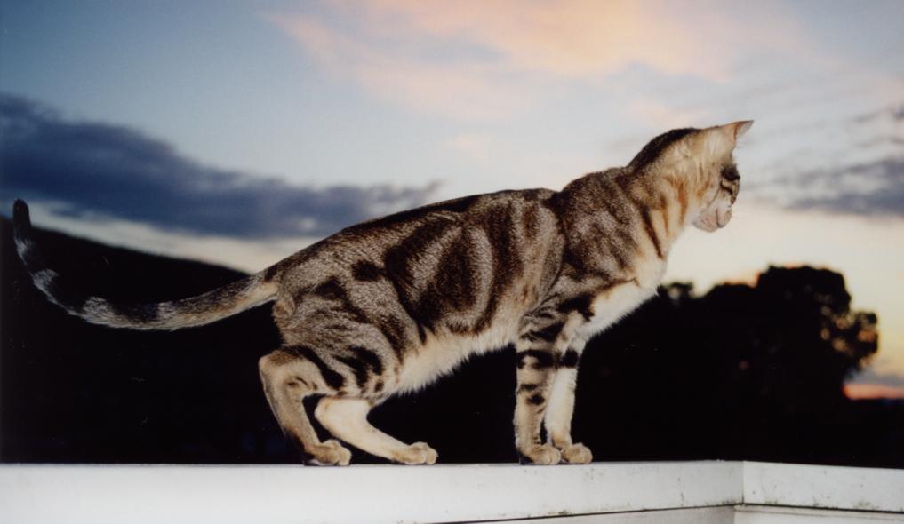 Sokoke cat - Origin, Characteristics, Care, Health
