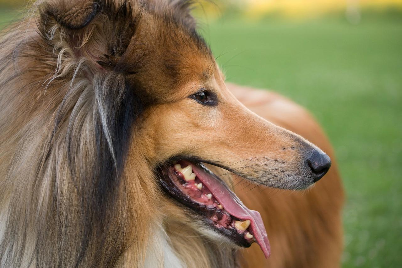 Dog Rough Collie: traits and pictures