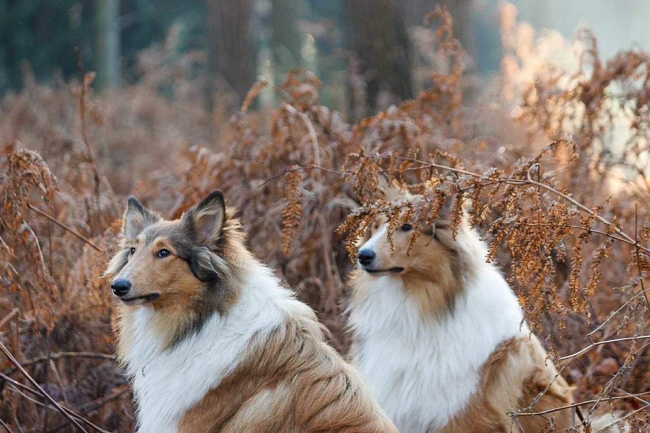 Dog Rough Collie: traits and pictures