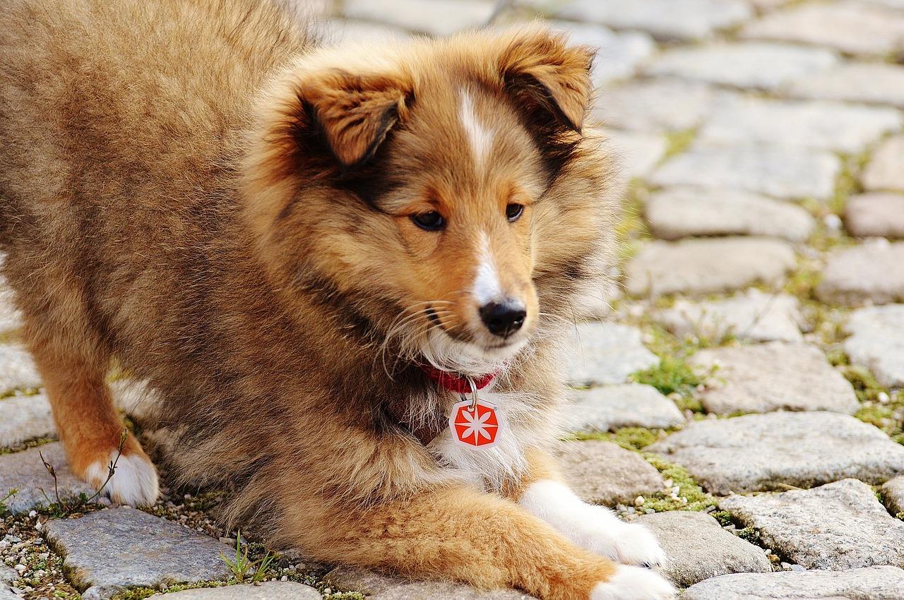 Dog Rough Collie: traits and pictures
