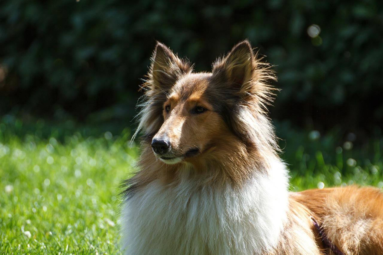 Dog Rough Collie: traits and pictures