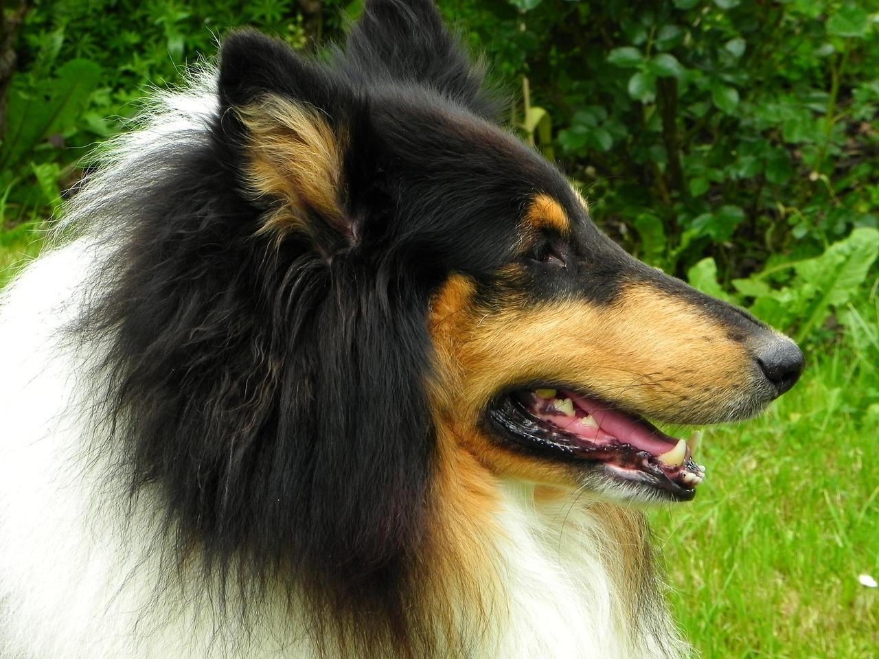 Dog Rough Collie: traits and pictures