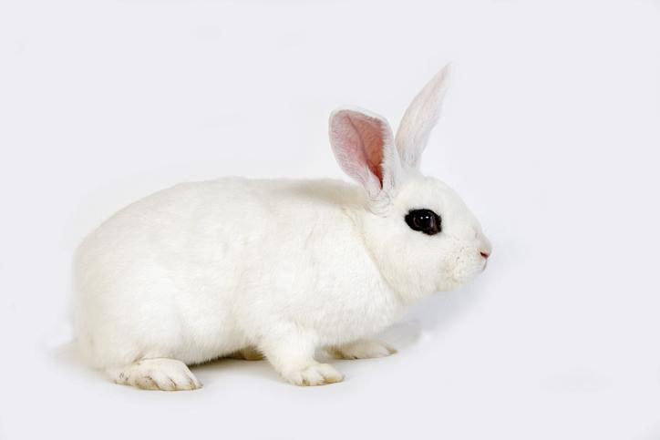 Blanc de Hotot Rabbit - Breed History, Characteristics and Care