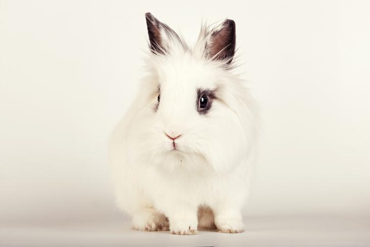 Lionhead Rabbit Breed - History, Characteristics and Care