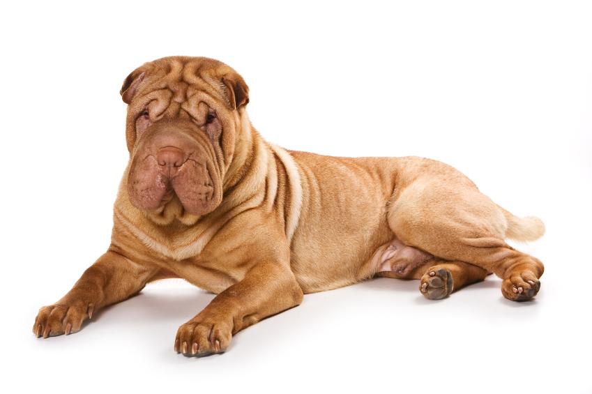 Dog Shar pei: traits and pictures