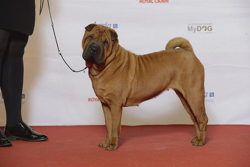 Dog Shar pei: traits and pictures