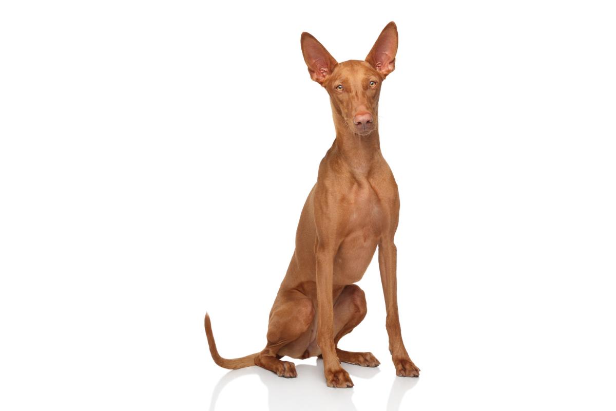 Pharaoh Hound or Kelb tal-Fenek - Breed Information With Pictures