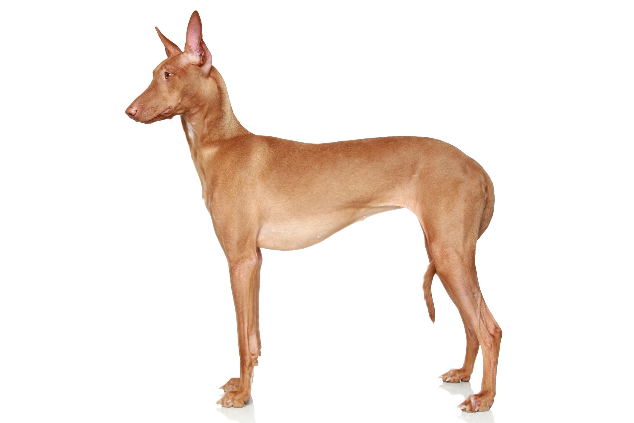 Pharaoh Hound or Kelb tal-Fenek - Breed Information With Pictures
