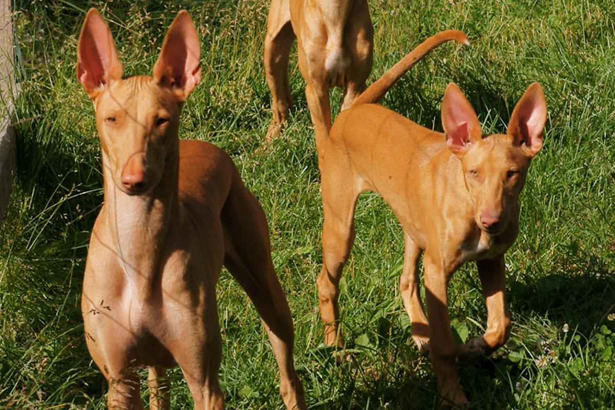 Pharaoh Hound or Kelb tal-Fenek - Breed Information With Pictures
