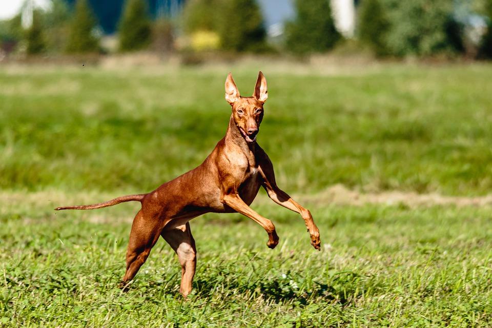 Pharaoh Hound or Kelb tal-Fenek - Breed Information With Pictures