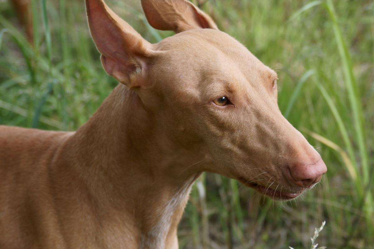 Pharaoh Hound or Kelb tal-Fenek - Breed Information With Pictures