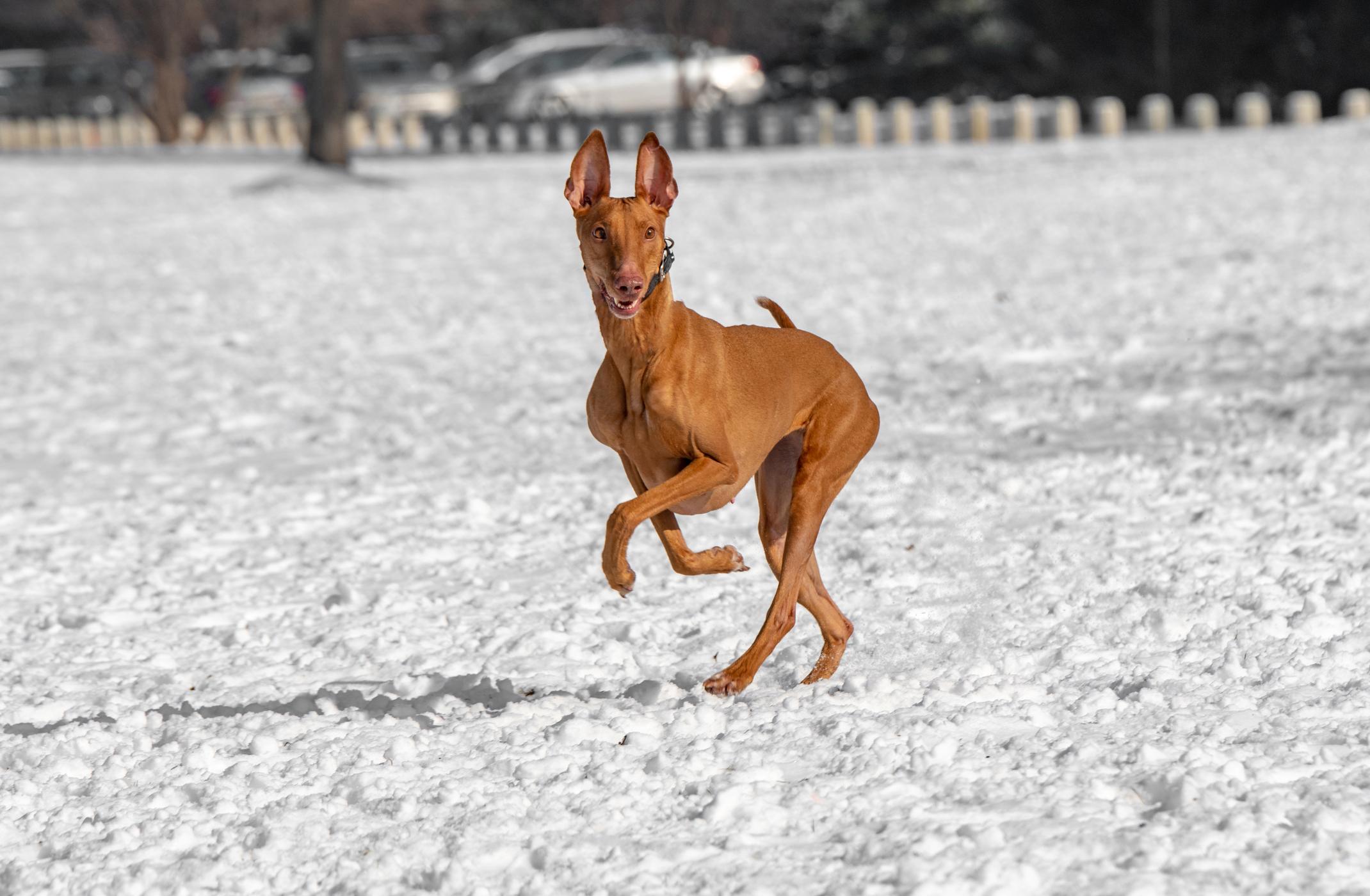 Pharaoh Hound or Kelb tal-Fenek - Breed Information With Pictures