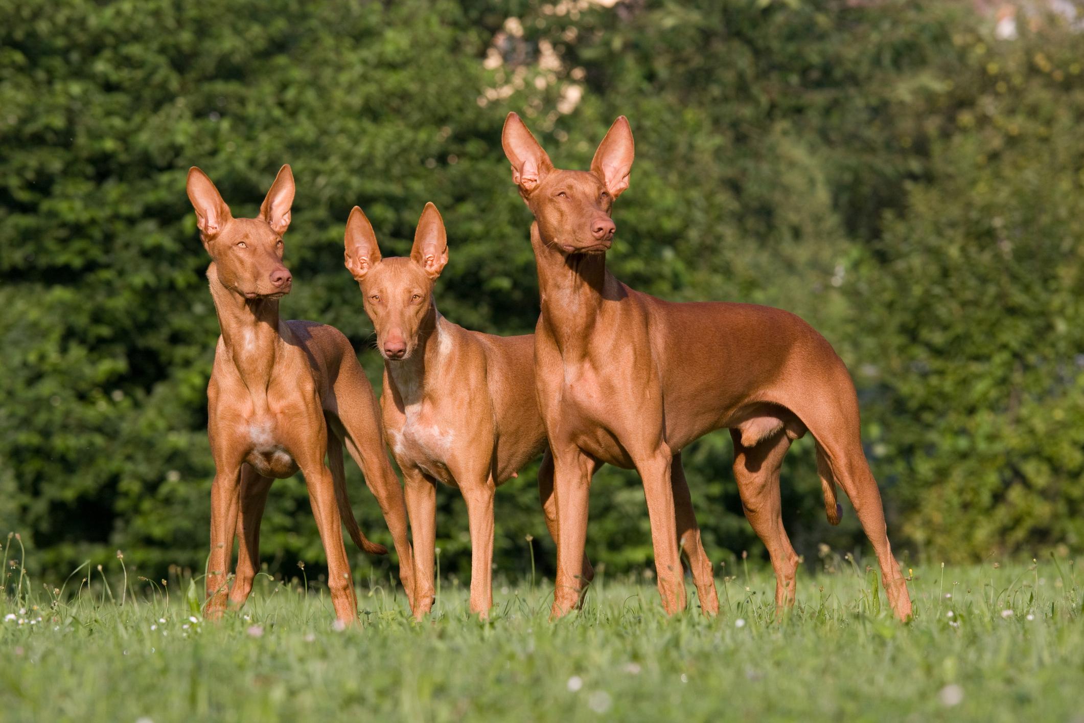 Pharaoh Hound or Kelb tal-Fenek - Breed Information With Pictures