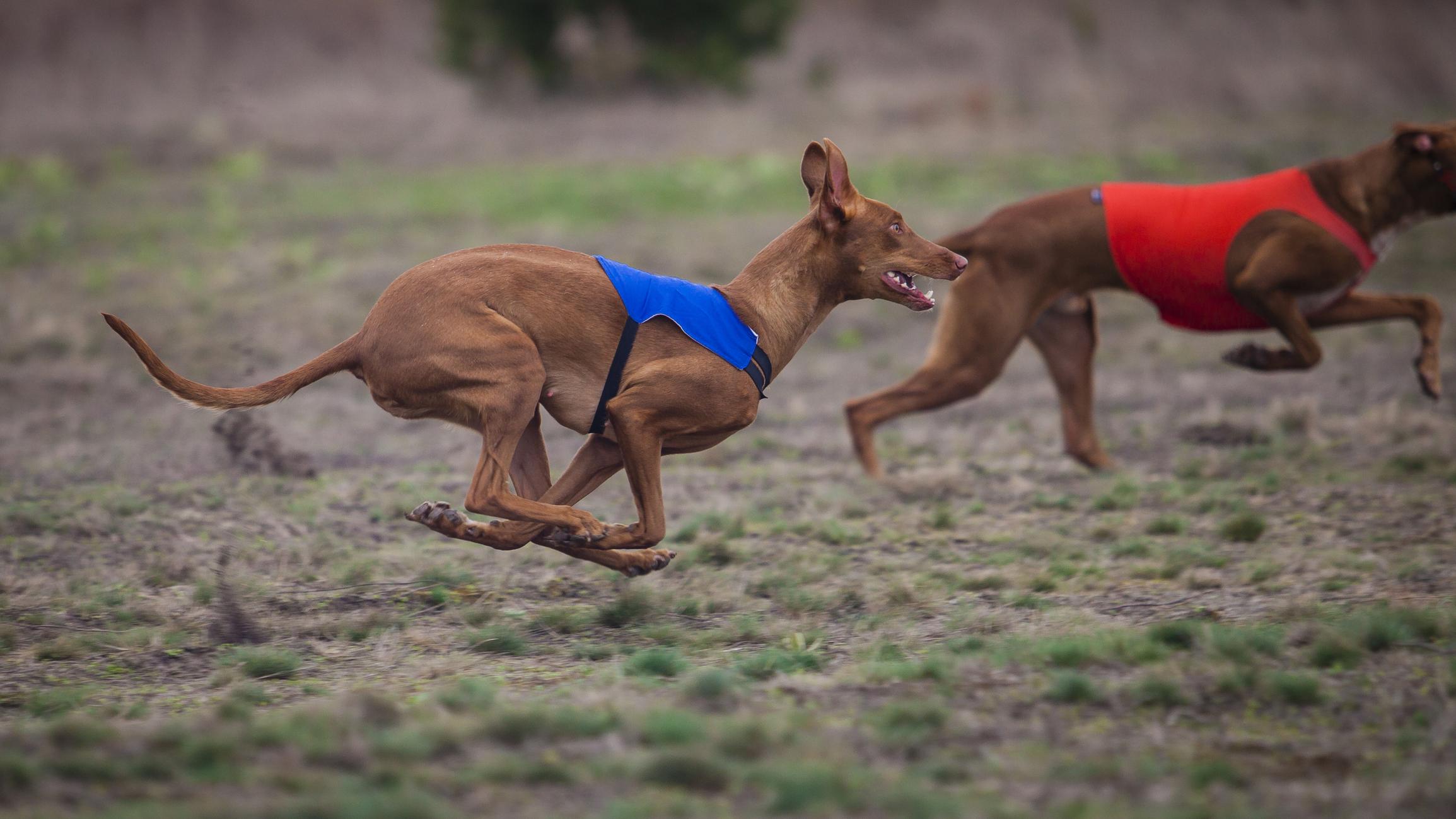 Pharaoh Hound or Kelb tal-Fenek - Breed Information With Pictures