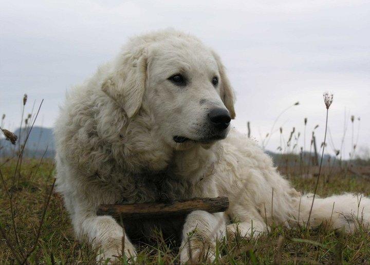 Kuvasz Dog - Breed Information With Photos