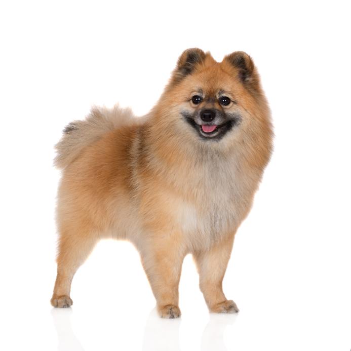 Dog German Spitz: traits and pictures