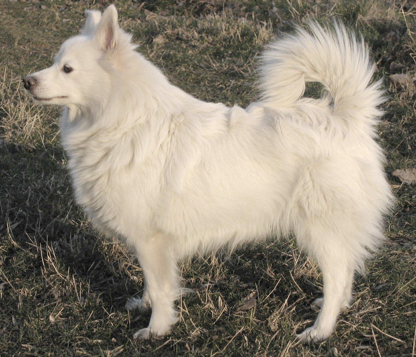 Dog German Spitz: traits and pictures