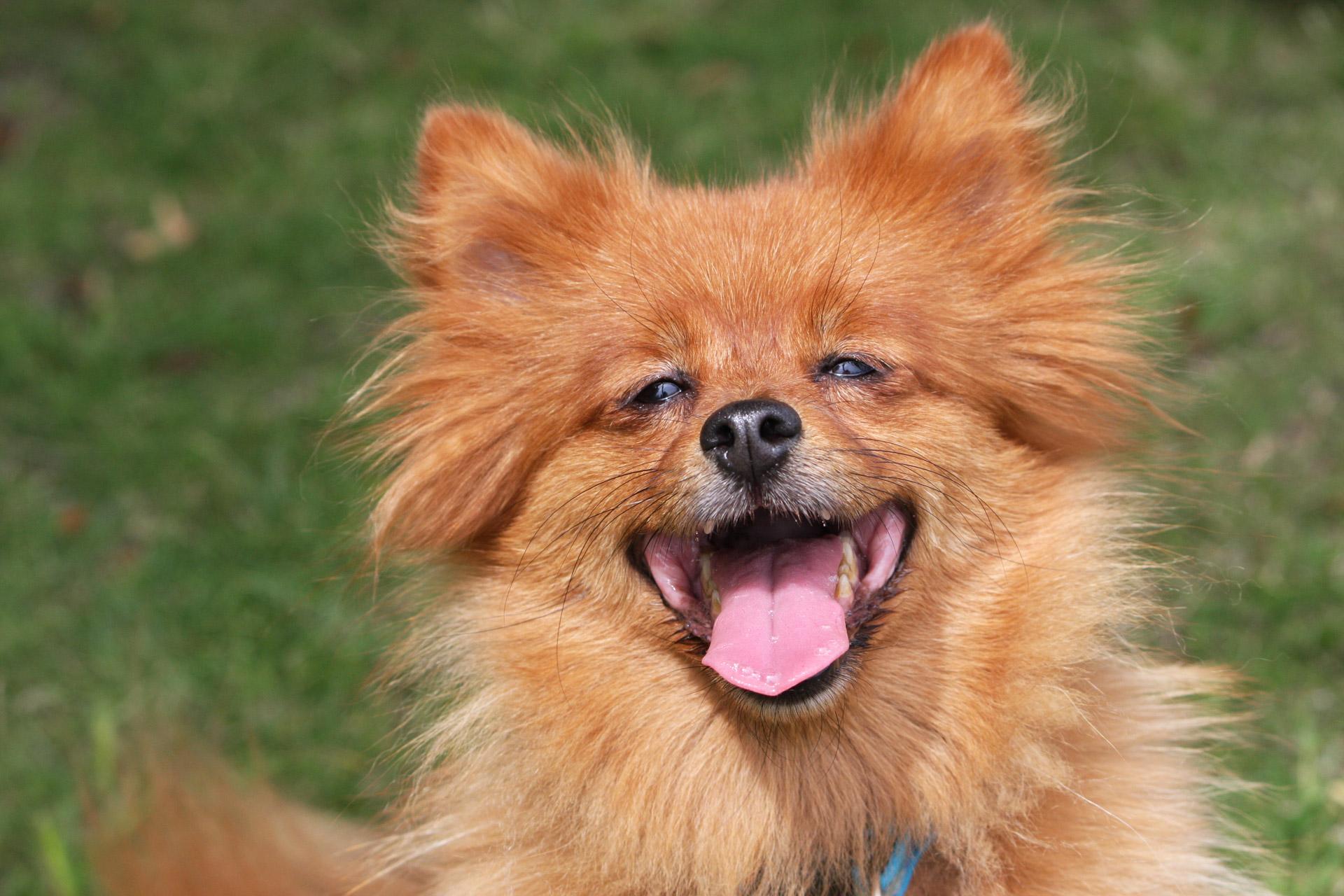 Dog German Spitz: traits and pictures