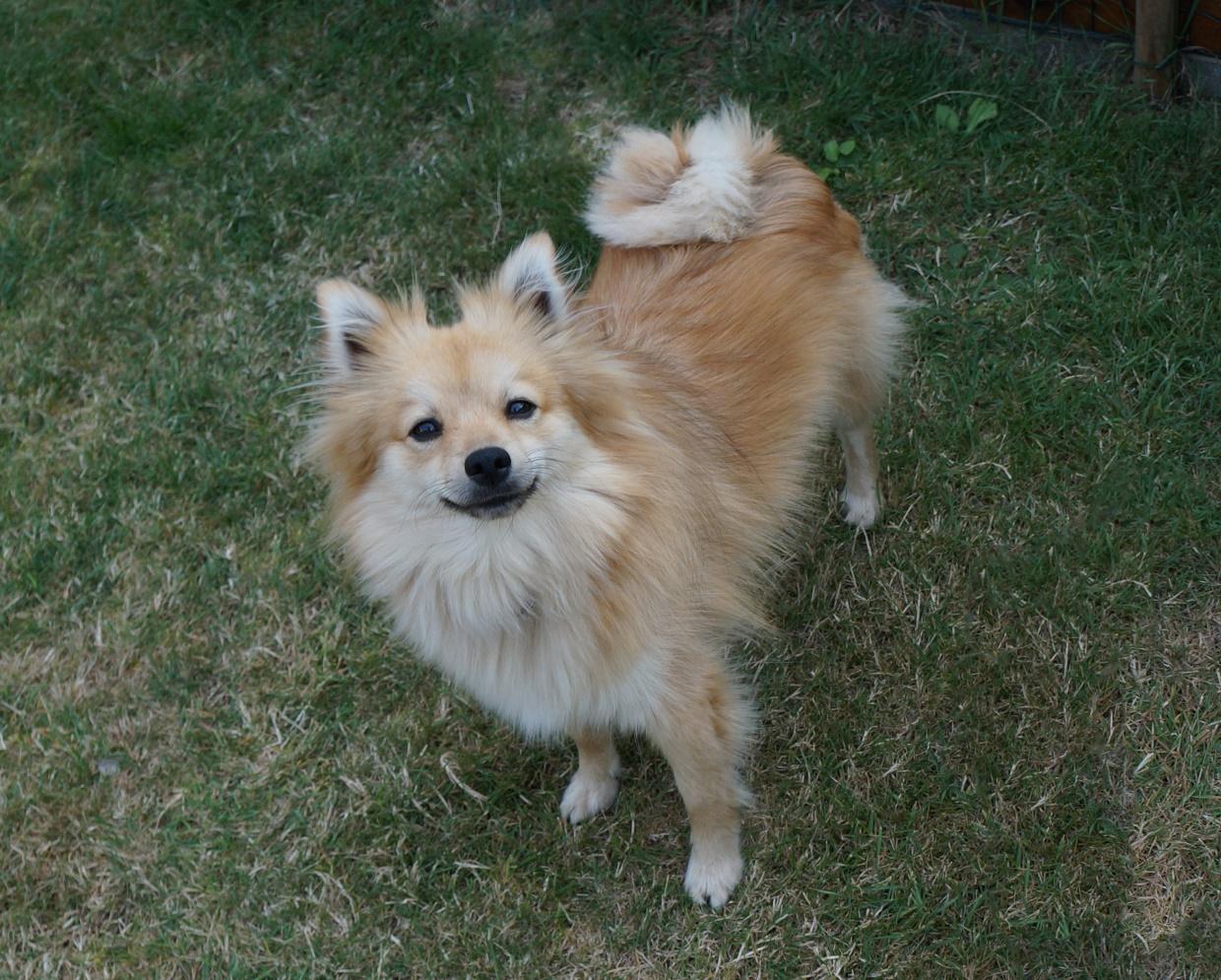 Dog German Spitz: traits and pictures
