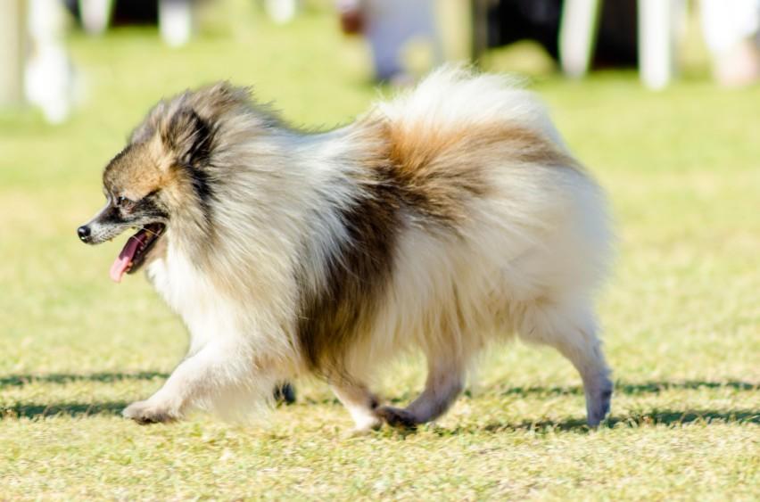 Dog German Spitz: traits and pictures