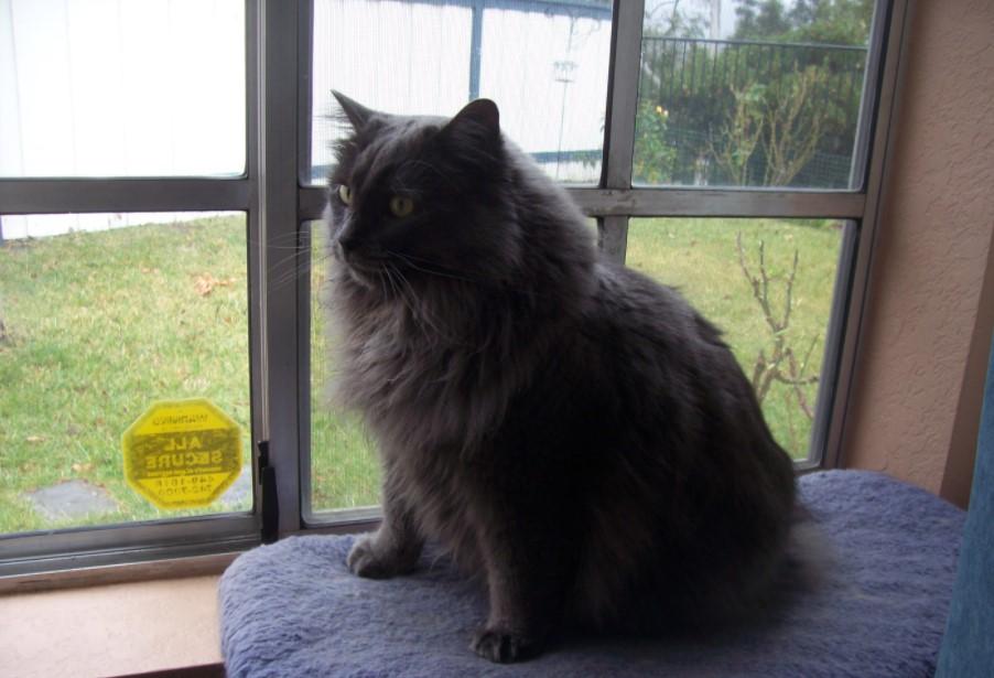 Cymric Cat Breed Information With Photos