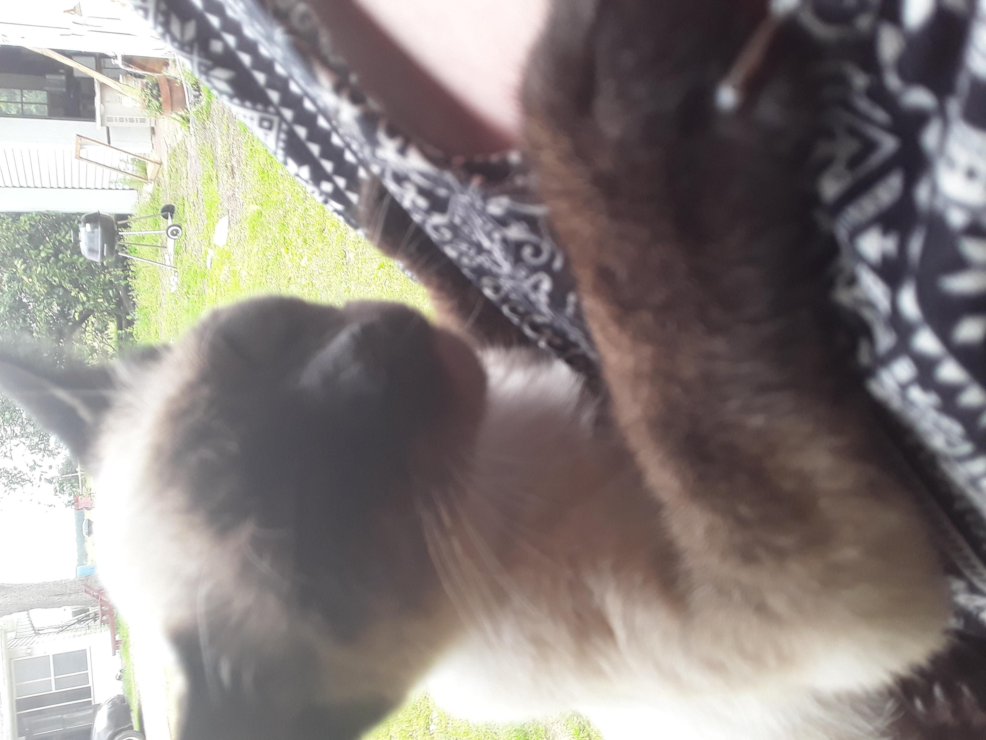 Thai Cat or Traditional Siamese - Breed Information With Photos