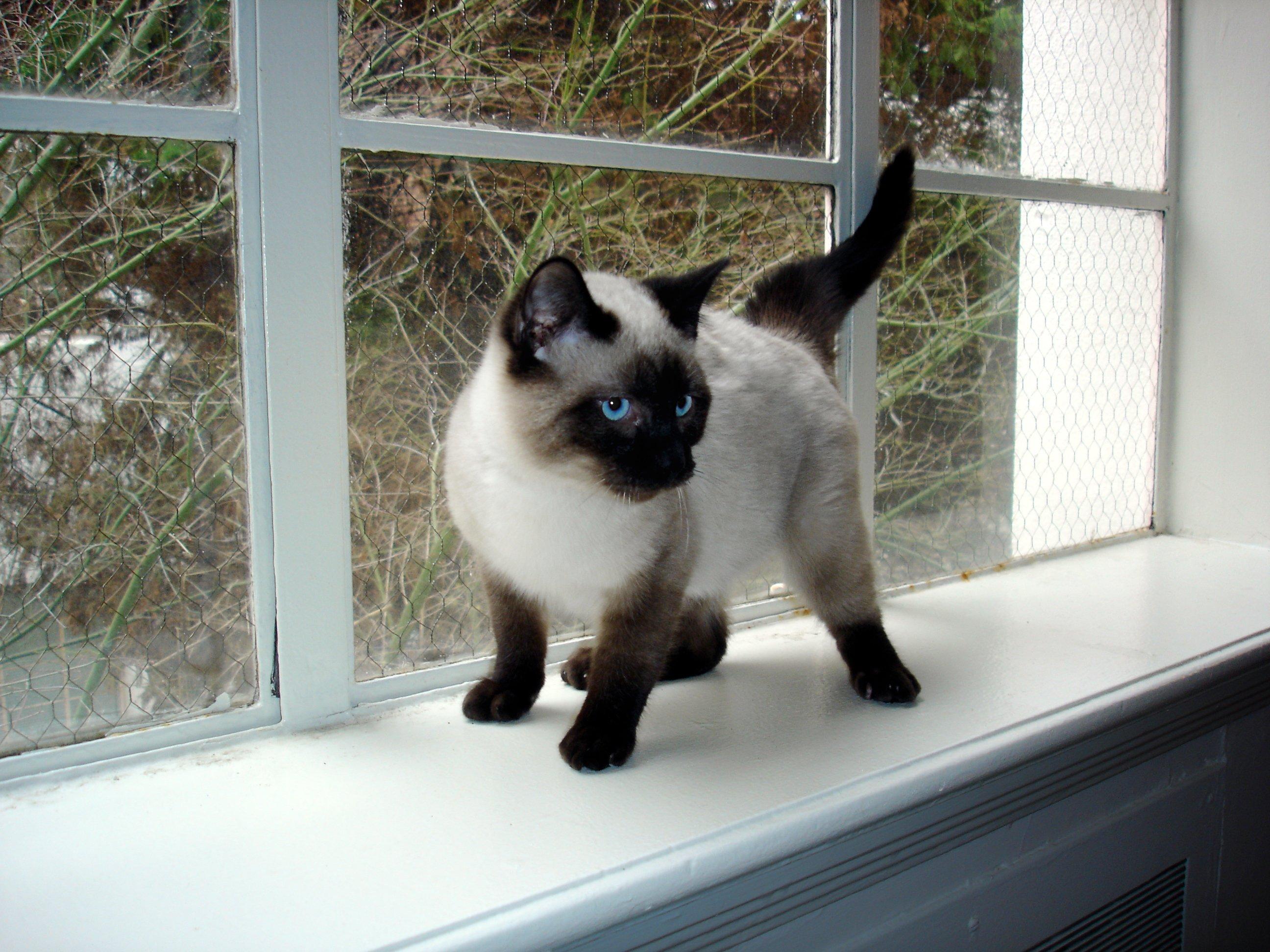 Thai Cat or Traditional Siamese - Breed Information With Photos