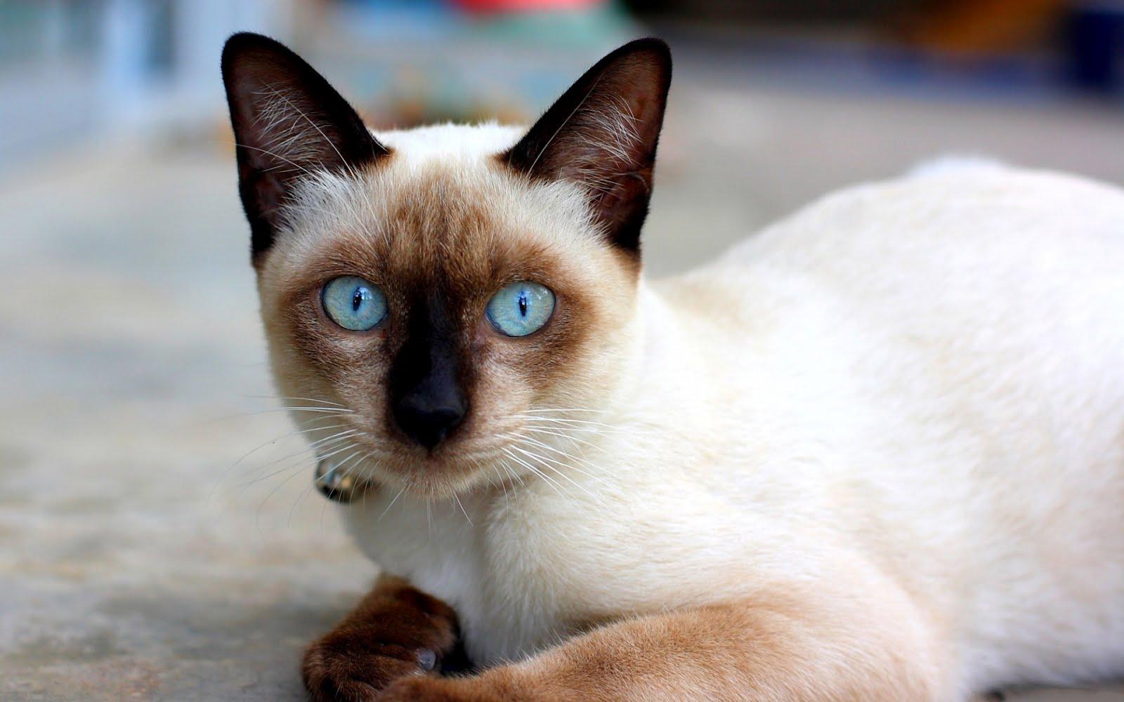Thai Cat or Traditional Siamese - Breed Information With Photos