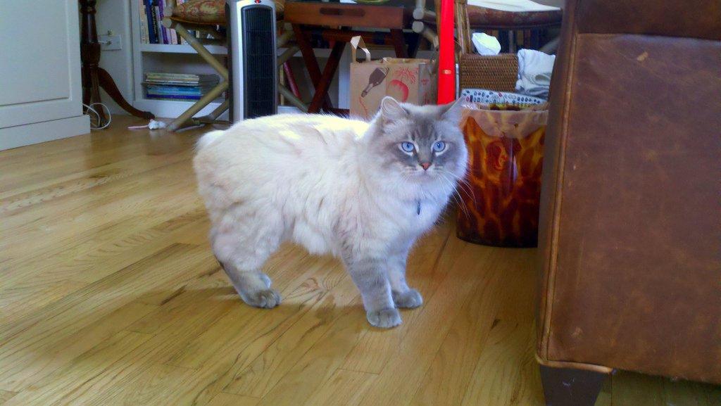 Cat Manx: traits and pictures